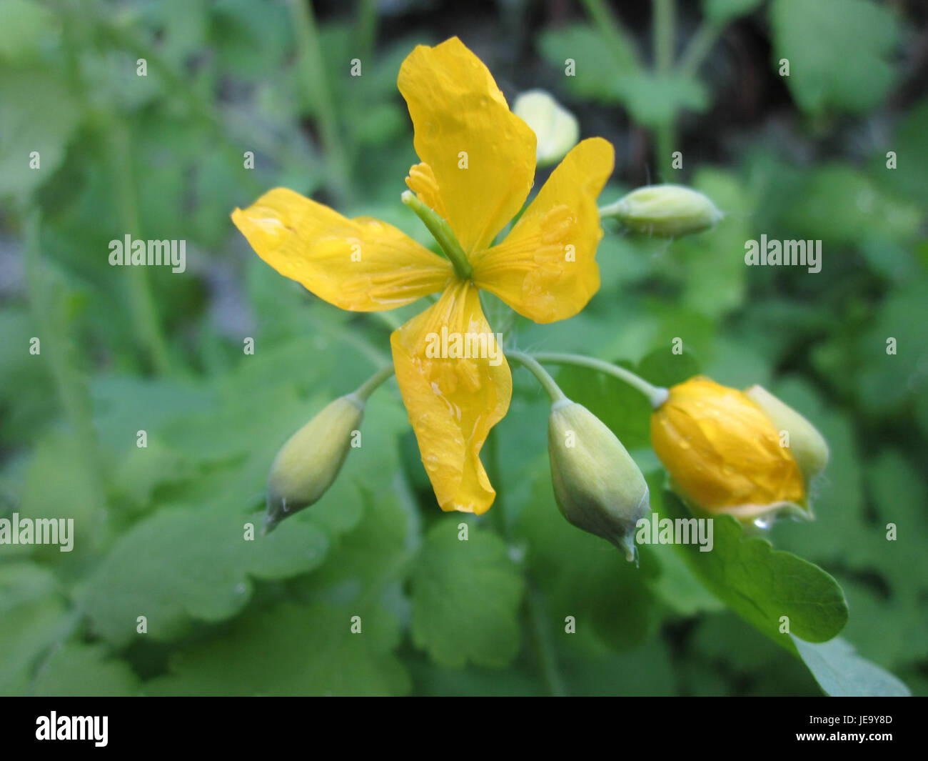 Schoellkraut (Chelidonium majus), also known as greater celandine, is a ...