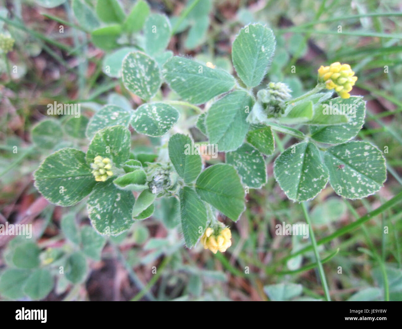 The image shows a field of clover (*Trifolium*), located in Hockenheim ...