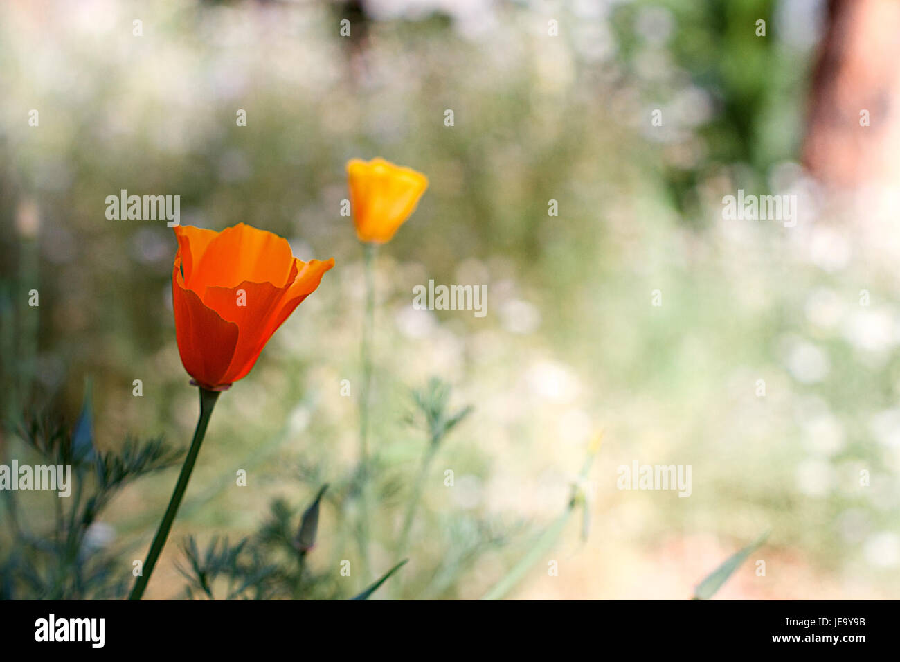 Abstract image flower captured hi-res stock photography and images - Alamy