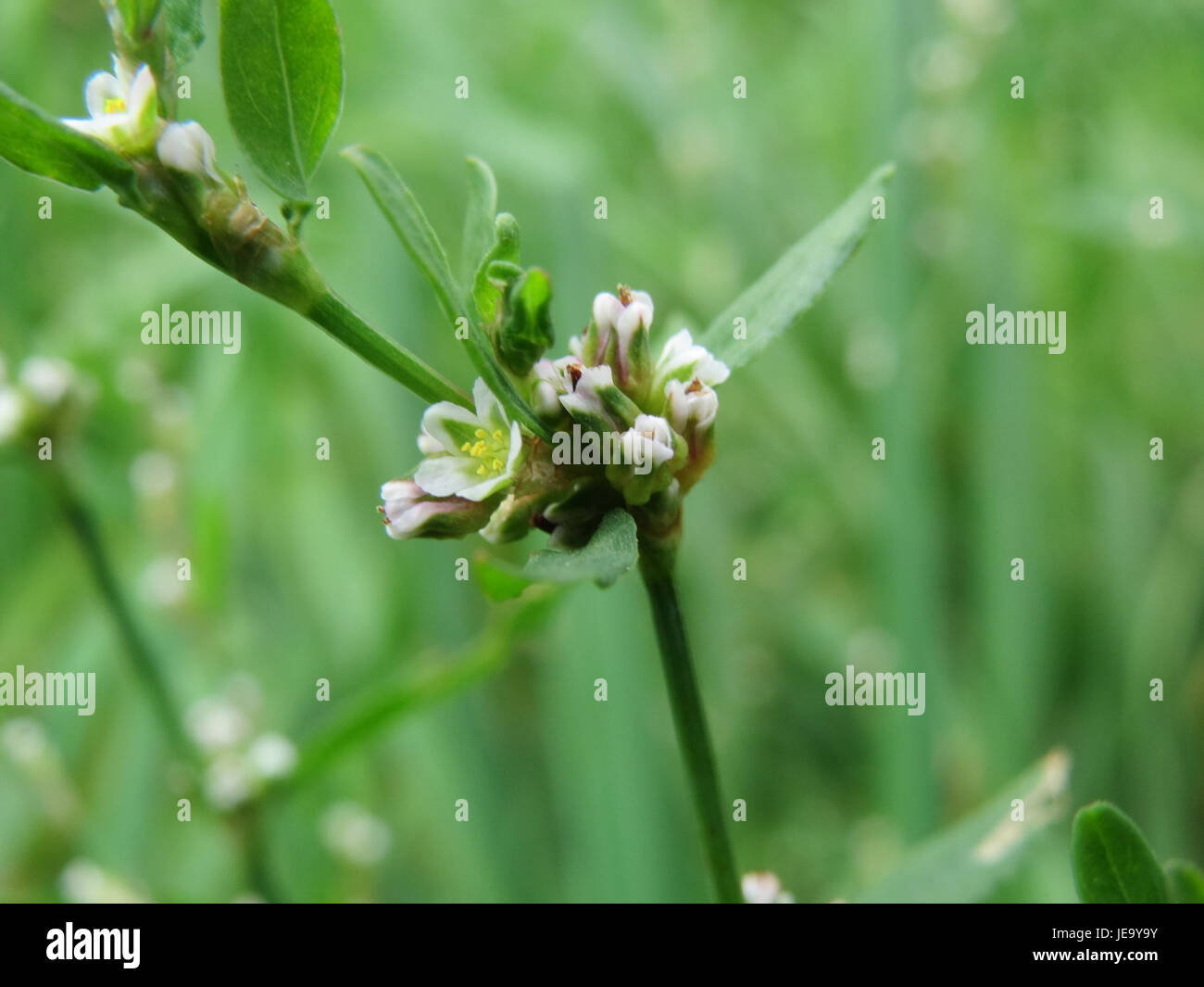 A close-up photograph of Polygonum aviculare, also known as knotweed ...