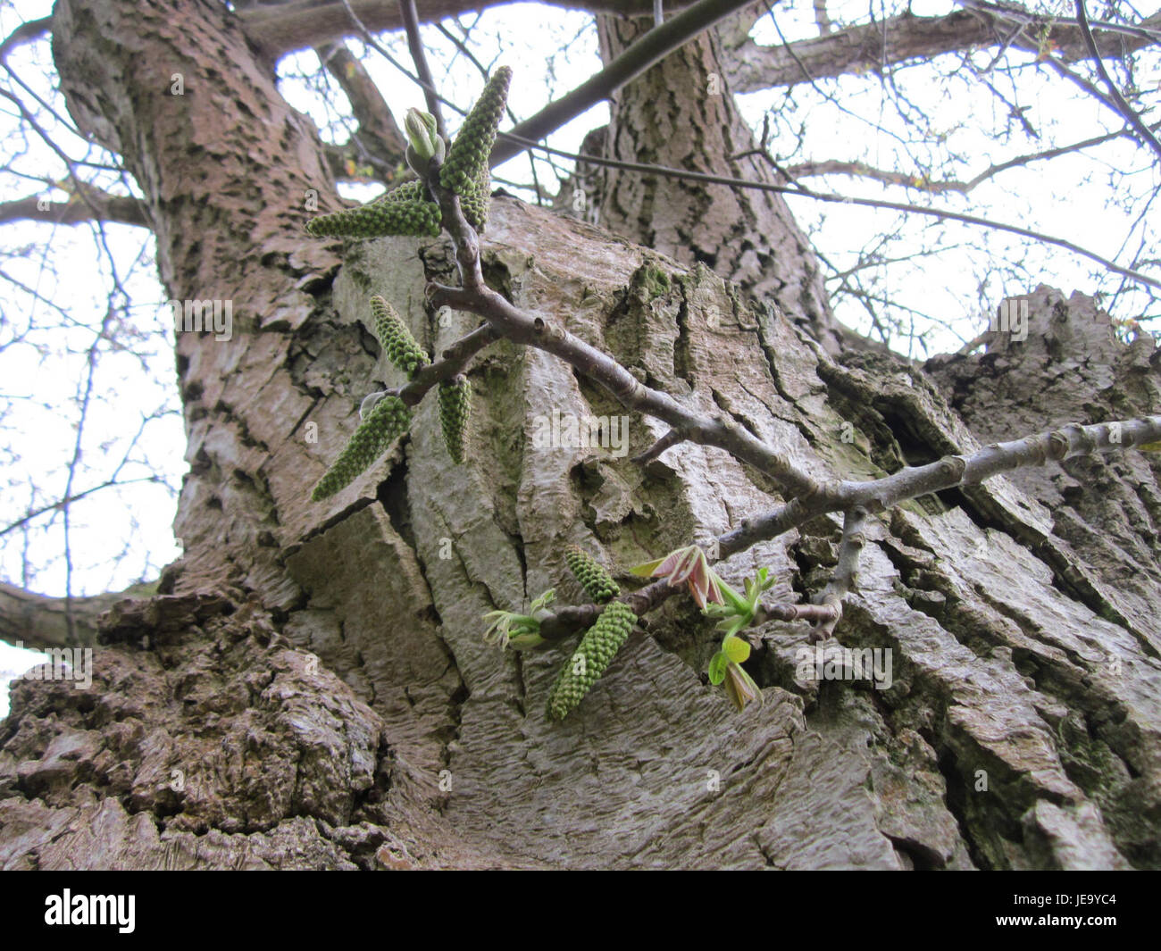 A photograph of a walnut tree in Altlussheim, showing its size and ...