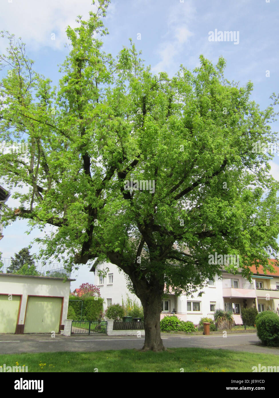 A photograph of an Ash and Maple tree hybrid in Hockenheim, Germany ...