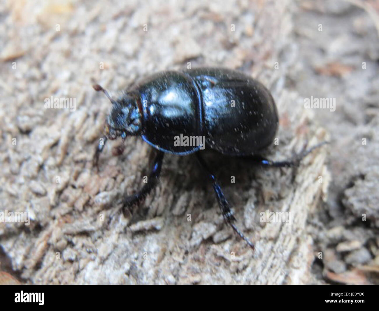 Dung beetle life cycle hi-res stock photography and images - Alamy