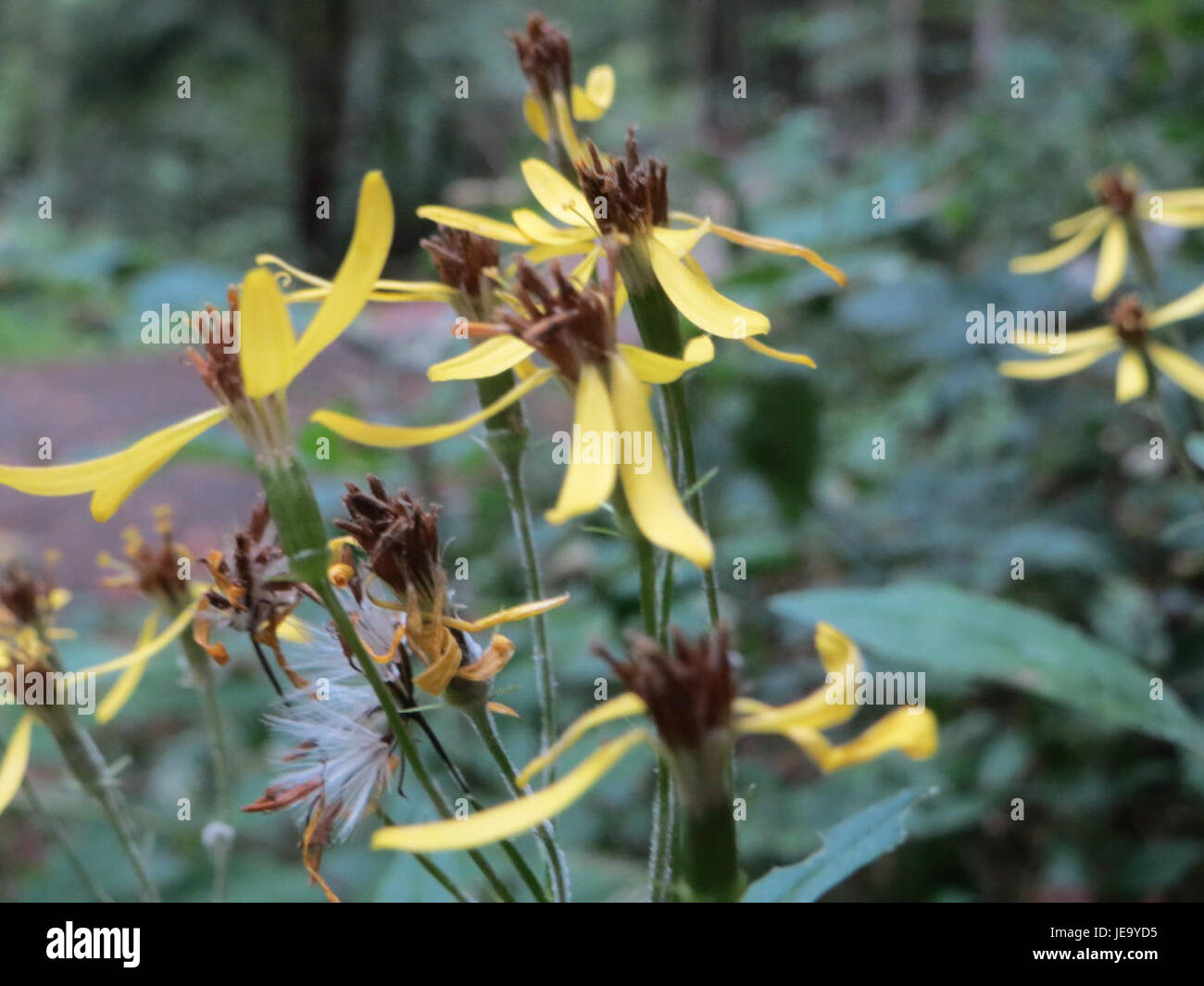 A photograph of Senecio ovatus, commonly known as the Yellow Wild ...