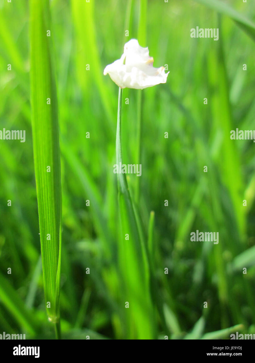 This photograph captures the Kirschengras (Cherry Grass) at the Hockenheimring on April 29, 2013 ...