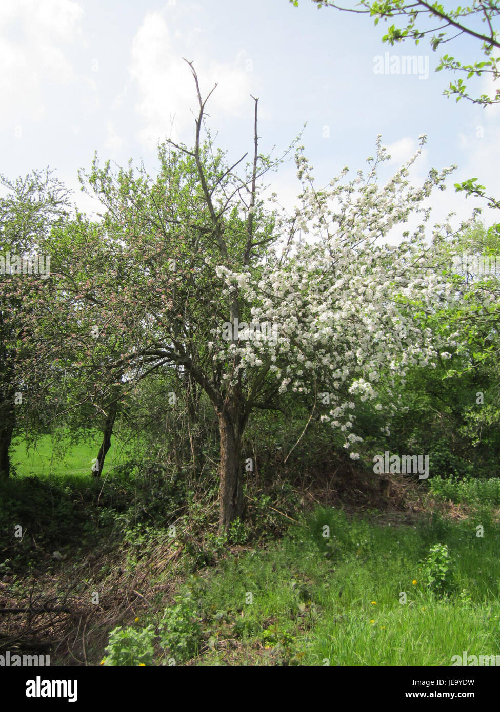 Quality apple cultivation hi-res stock photography and images - Alamy