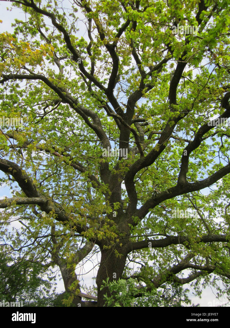 A photograph of an oak tree (Eiche) in Hockenheim, Germany, captured on ...