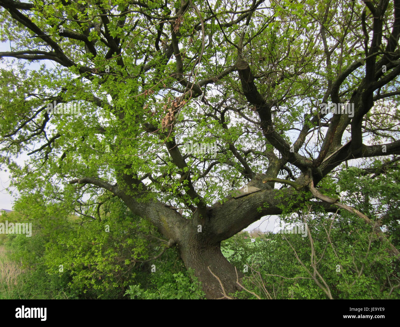 This image shows an oak tree (Eiche) in Hockenheim, Germany. The oak, a ...