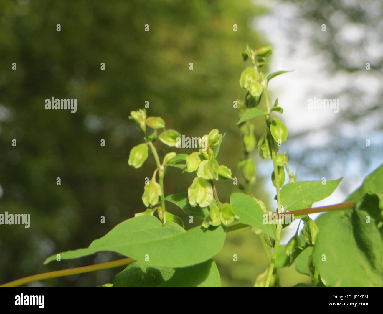 Fallopia dumetorum, known as mile-a-minute vine, is a fast-growing ...