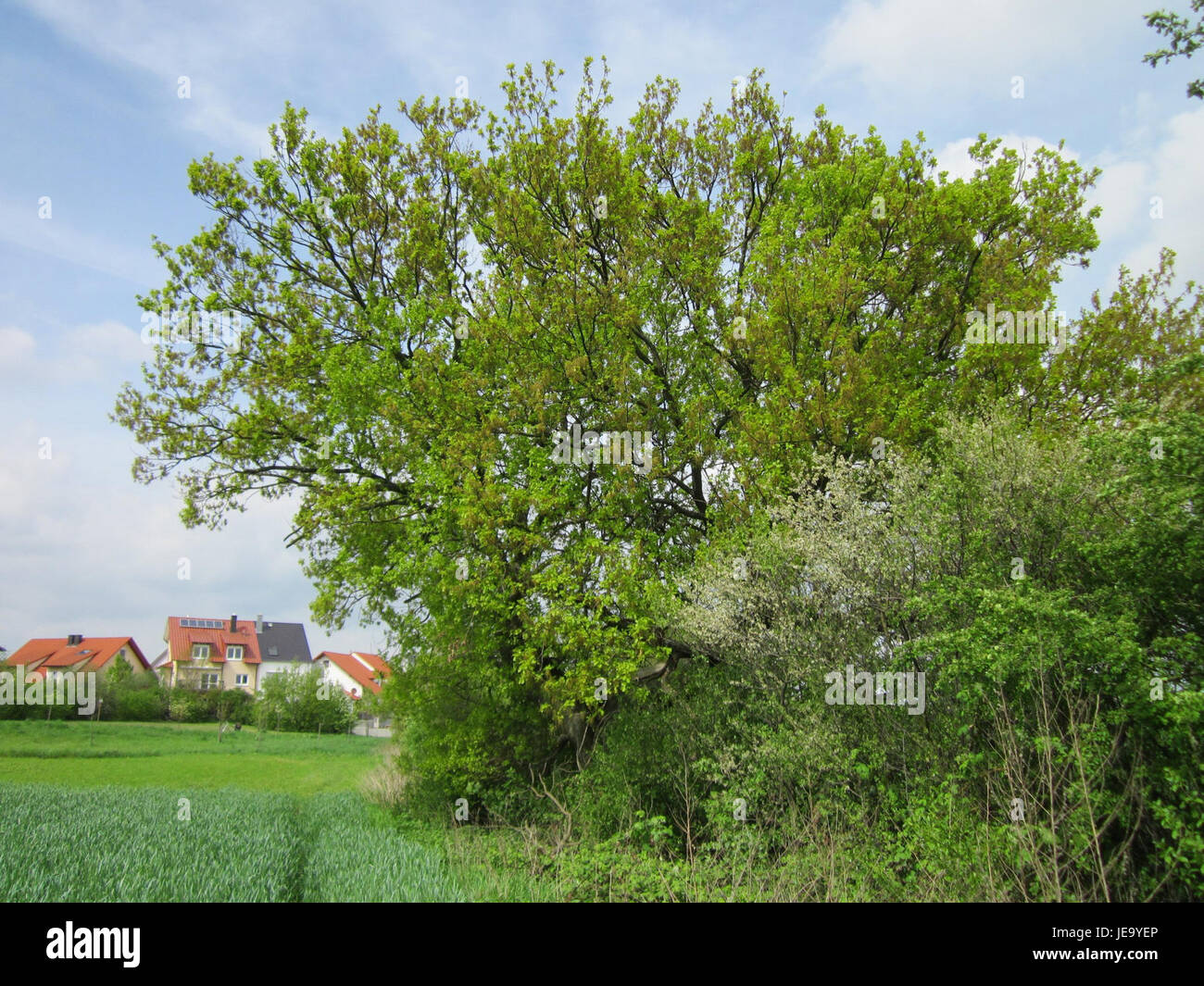 This photograph captures an oak tree in Hockenheim, Germany, showcasing ...
