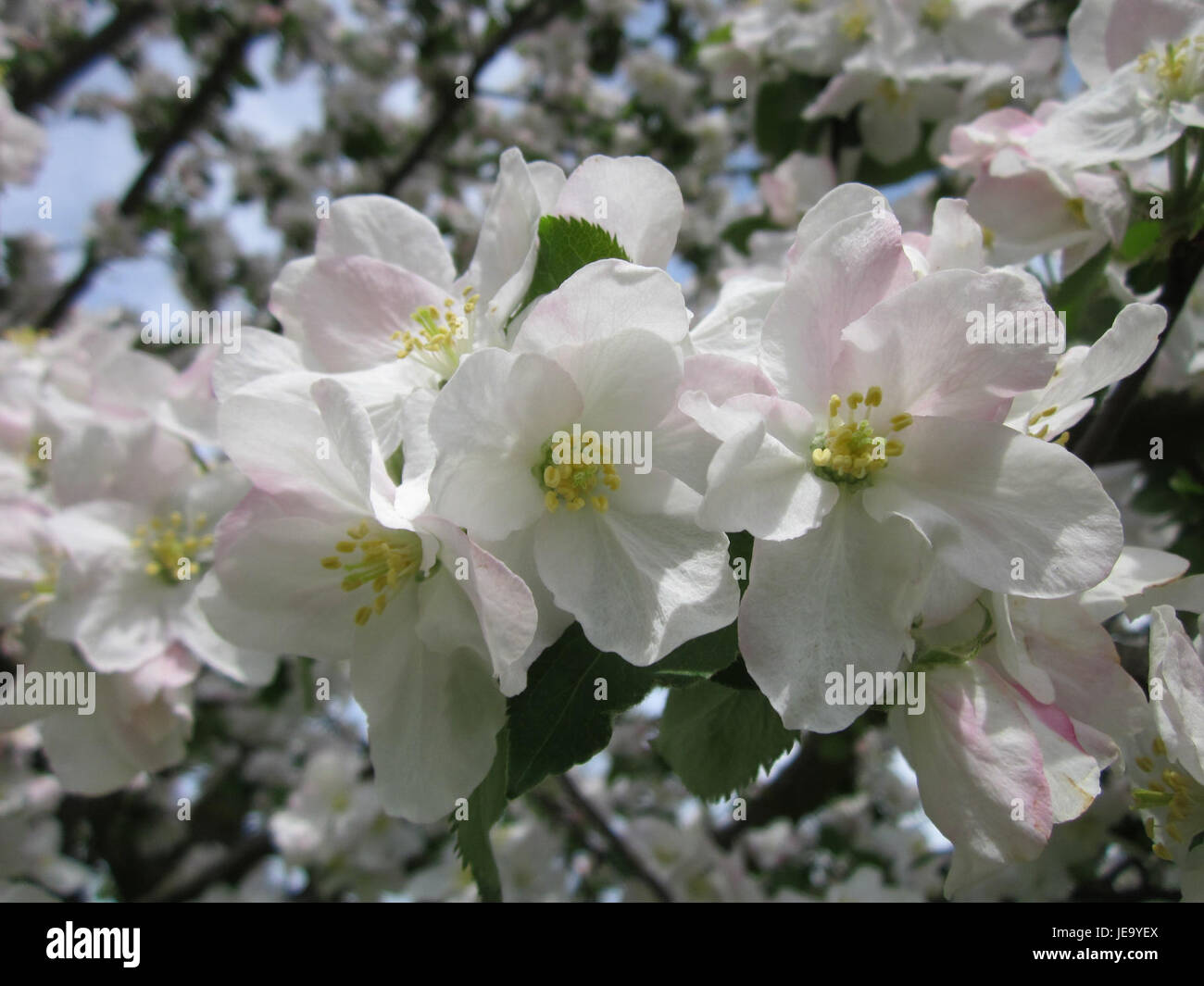 *Apfelblüte* (apple blossom) in Hockenheim, Germany, captures the delicate beauty of apple trees ...