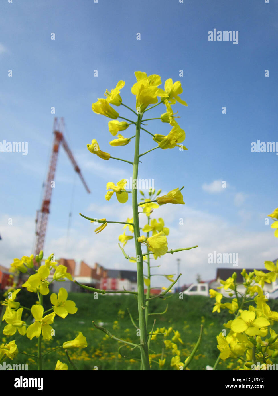 A photograph of Raps, or rapeseed flowers, in Hockenheim, Germany. The ...
