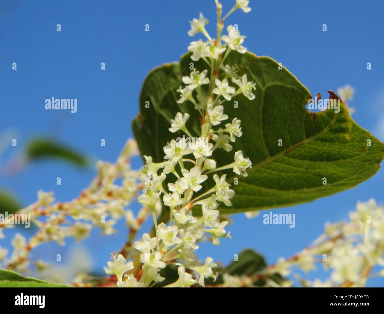 Fallopia japonica, commonly known as Japanese knotweed, is a highly ...