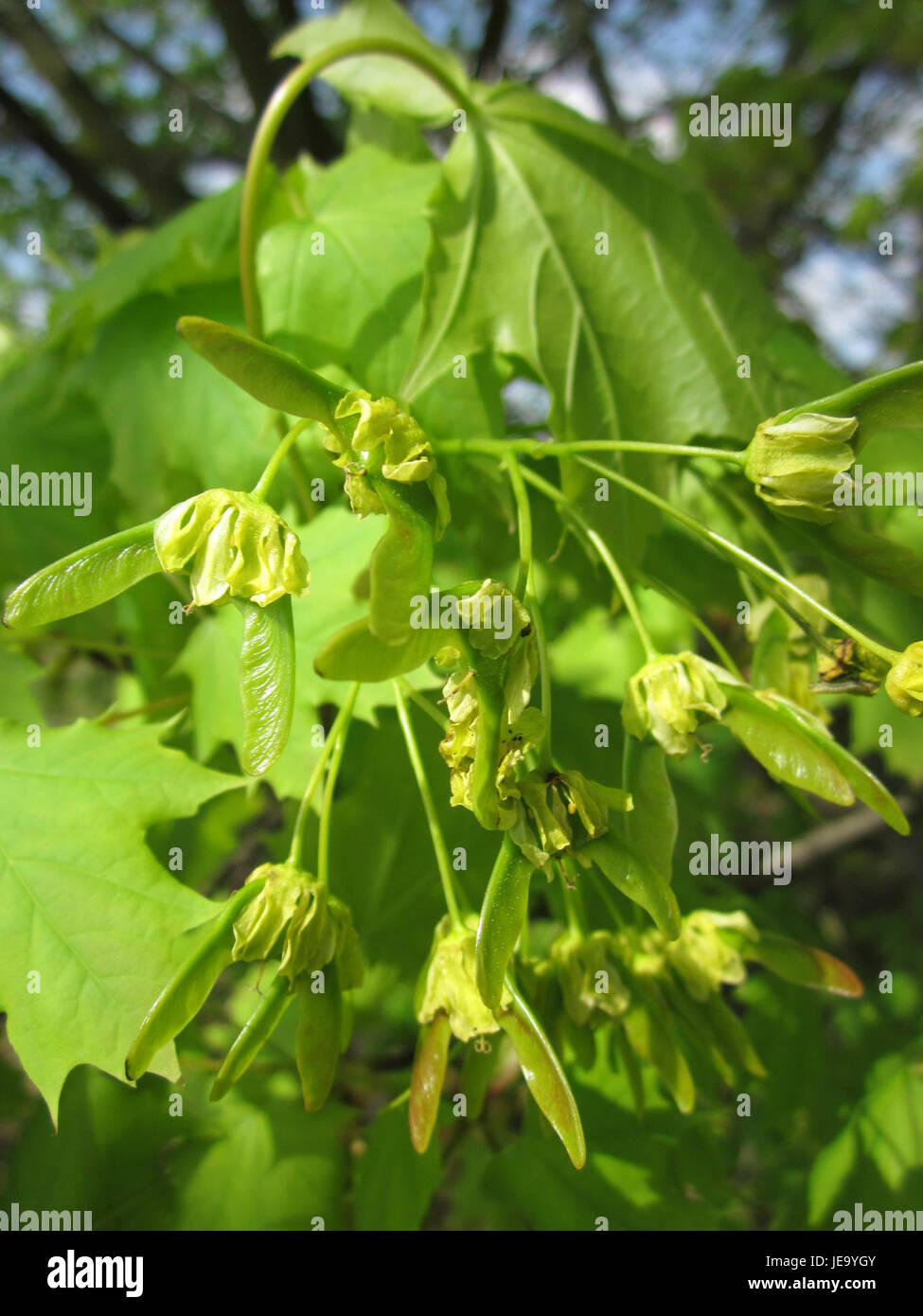 An image of a field or tree, possibly an Acer (maple) species, taken in ...