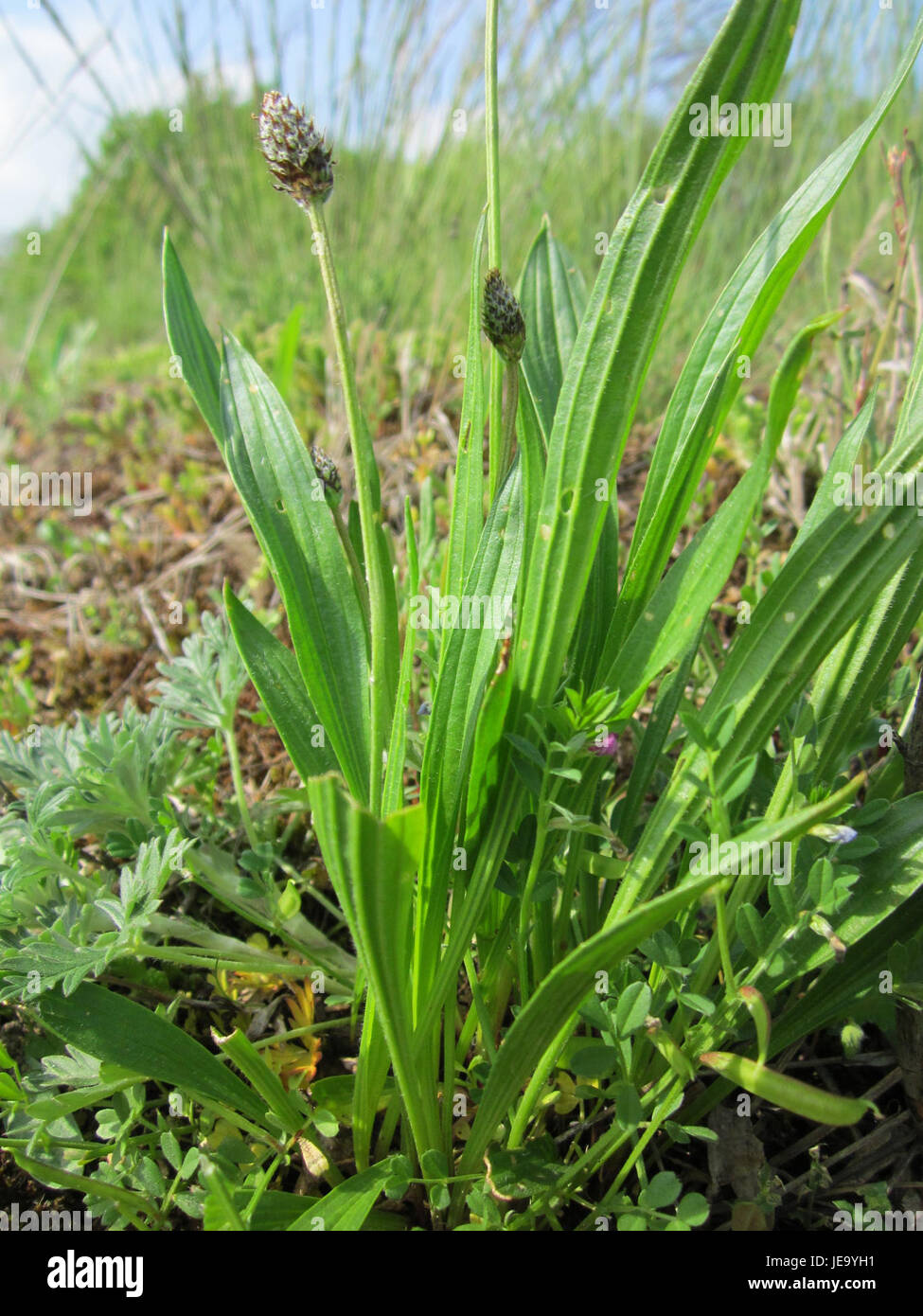A photograph taken on April 29, 2013, of the plant 'Spitzwegerich ...