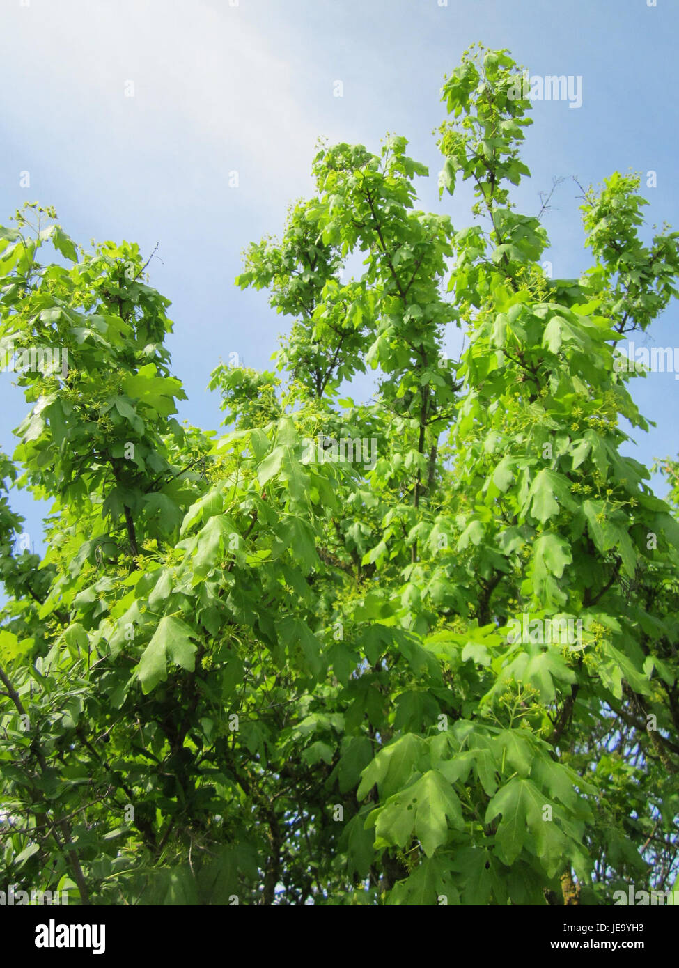 This photograph captures Ahorn in Reilingen, Germany, showcasing a ...