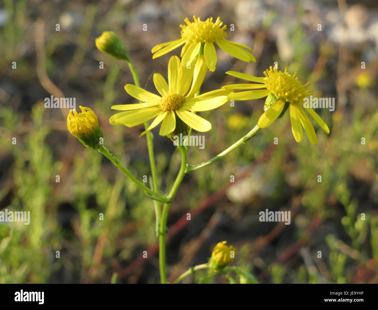 Senecio inaequidens, also known as the ragwort, is a plant species ...