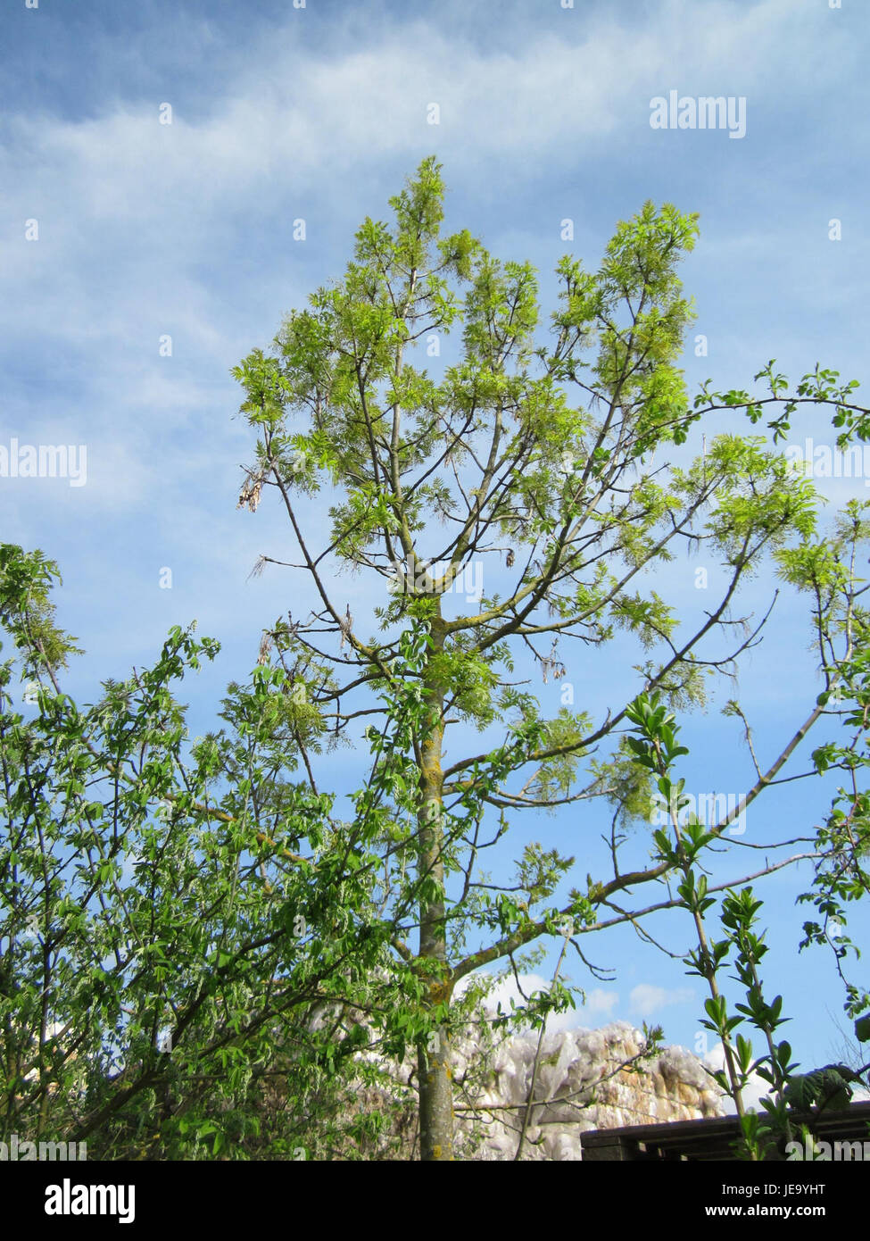 Esche (ash tree) in Reilingen, a town in Germany, known for its ...