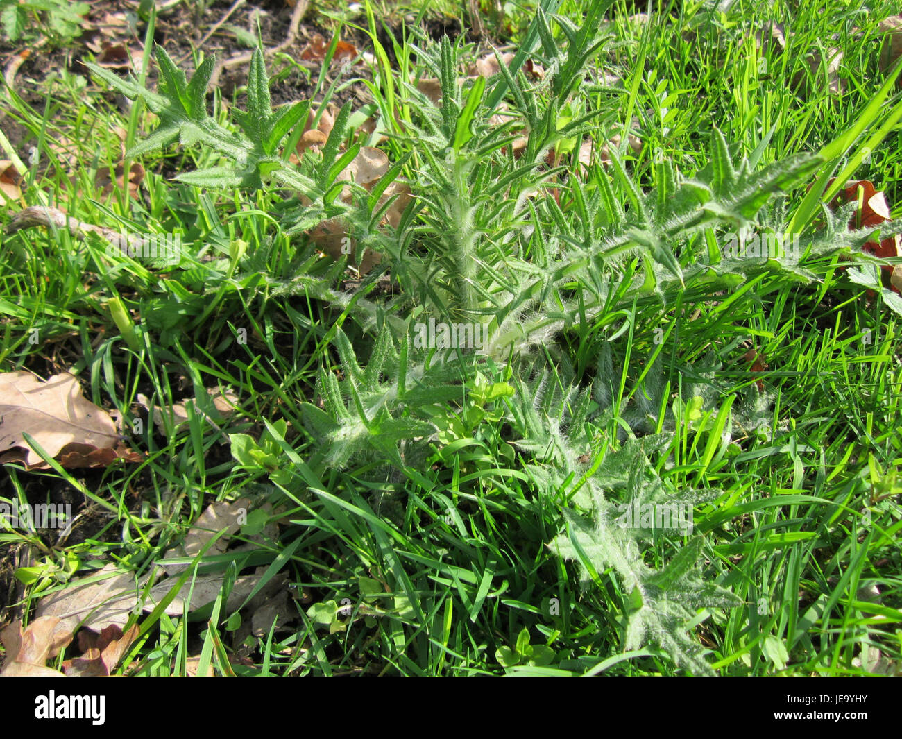 The thistle (Distel) shown in the image is a plant characterized by its ...