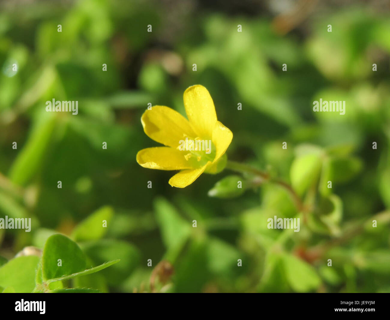 A photograph taken on September 17, 2014, of Oxalis stricta, commonly ...