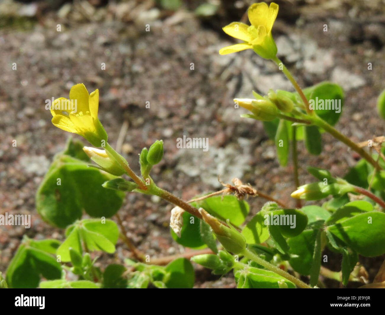 Yellow woodsorrel oxalis stricta hi-res stock photography and images ...