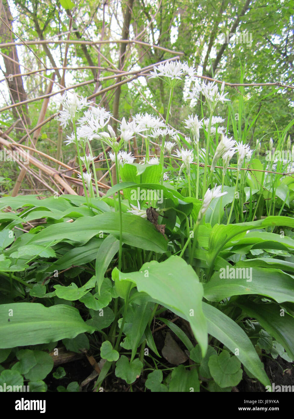 The image captures wild garlic (Allium ursinum) growing in a wooded ...