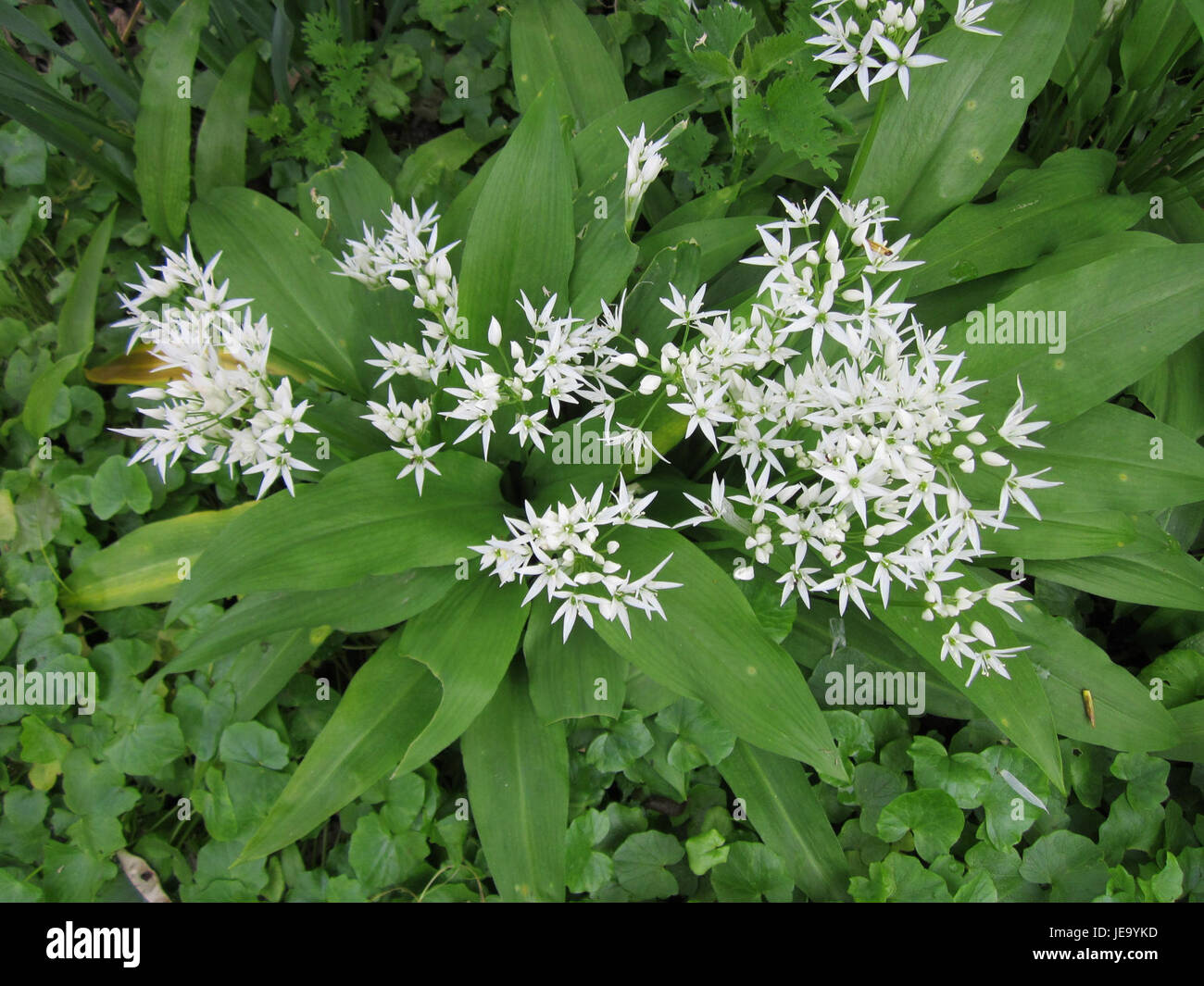 This photograph shows Baerlauch, also known as wild garlic, in a ...