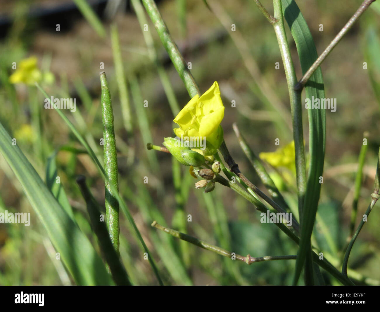 Diplotaxis tenuifolia perennial wall rocket hi-res stock photography ...
