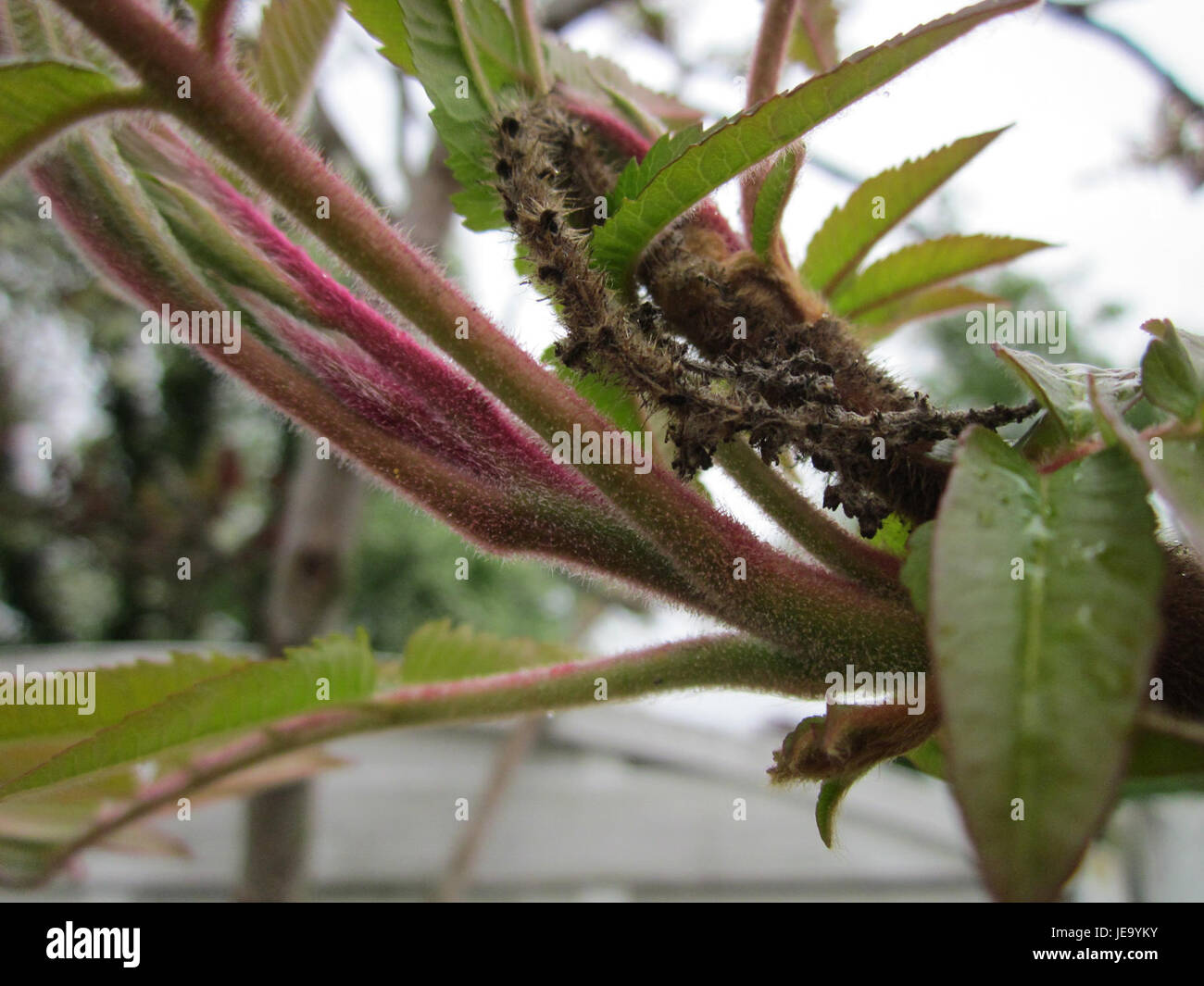 A photograph from April 30, 2013, of an Essigbaum (vinegar tree) in ...