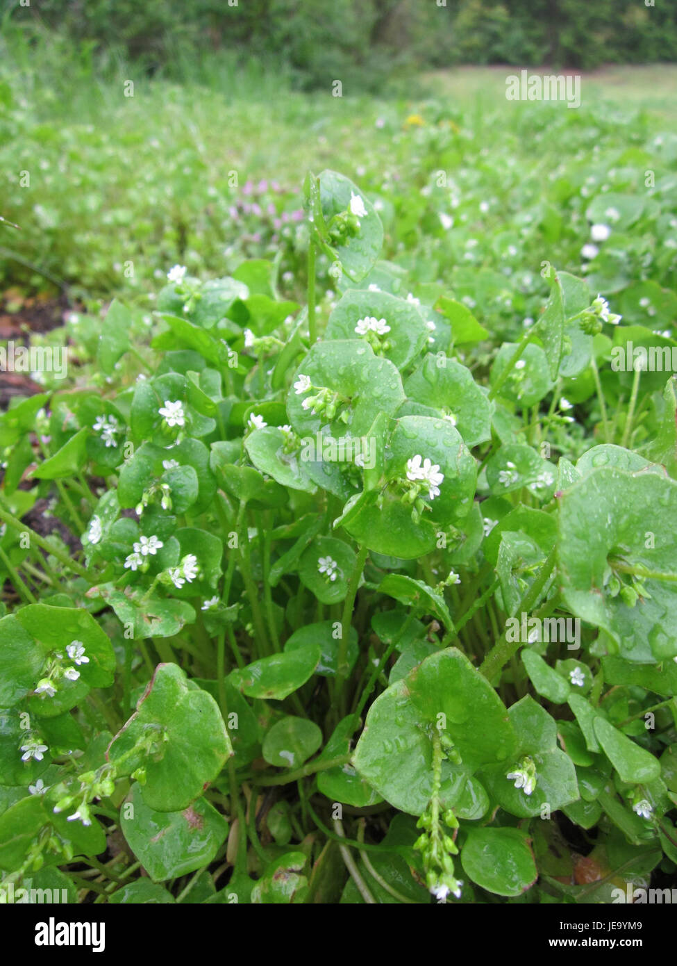 Kubaspinat, known as the Siberian Spinach, is a leafy green plant ...