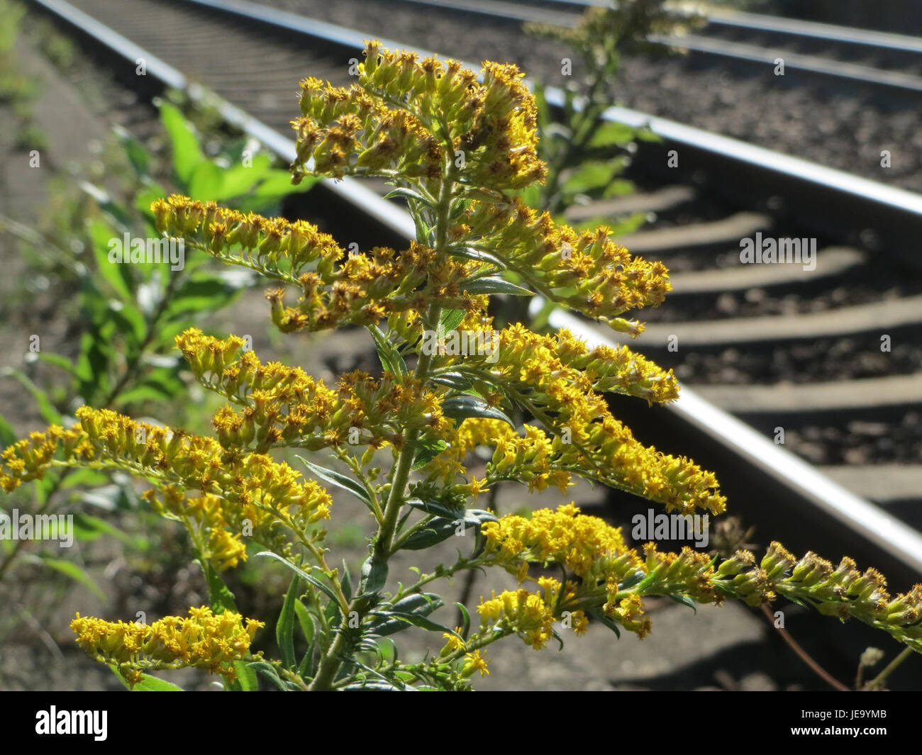 Solidago canadensis, commonly known as Canadian goldenrod, is a plant ...