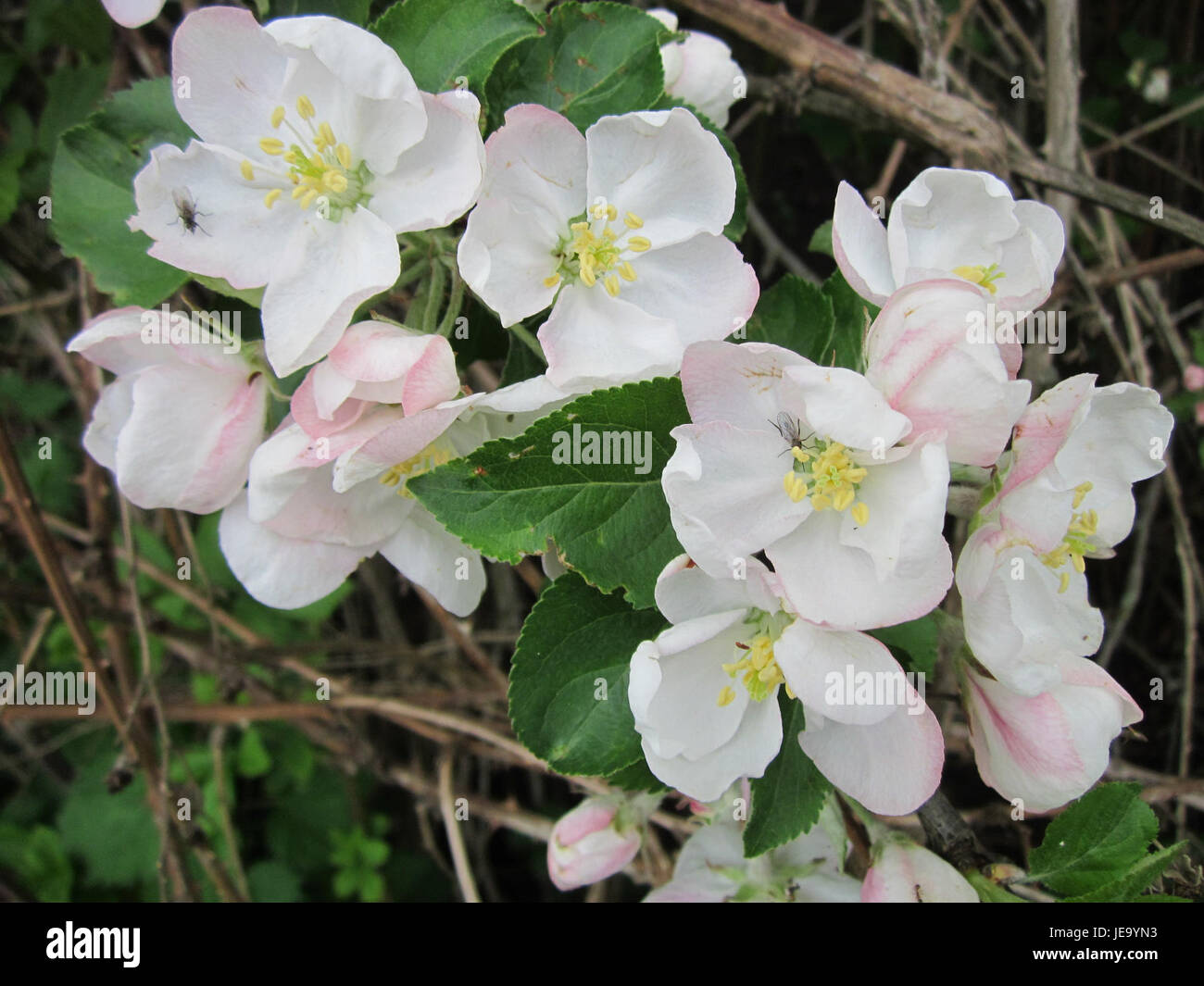 An apple tree in Hockenheim, Germany, shows a healthy fruit-bearing ...