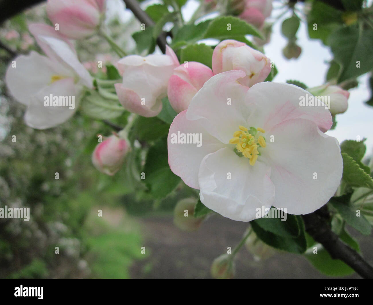 A photograph of an apple tree in Hockenheim, Germany, showing apples in ...
