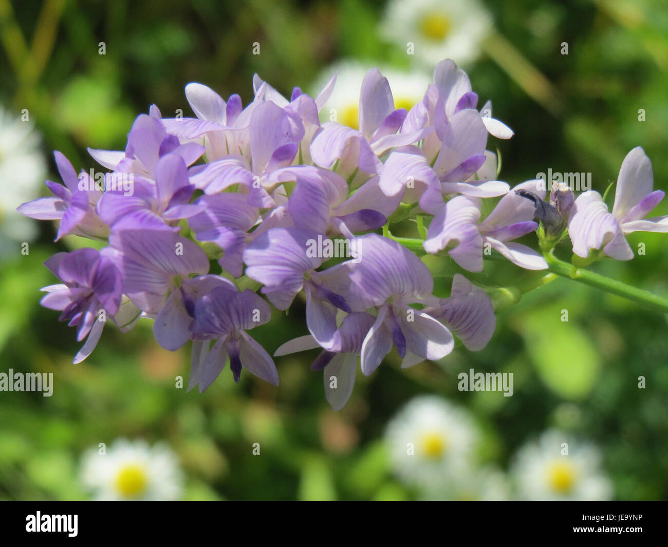 The image features Medicago sativa, commonly known as alfalfa, a widely ...