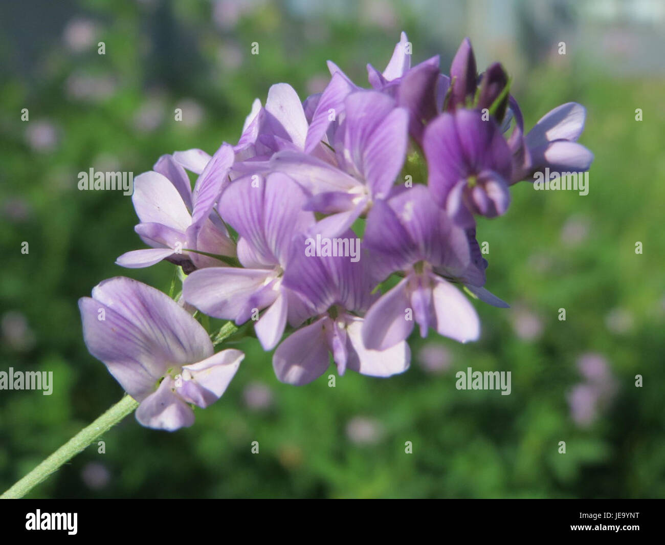 Medicago sativa, commonly known as alfalfa, photographed on September ...