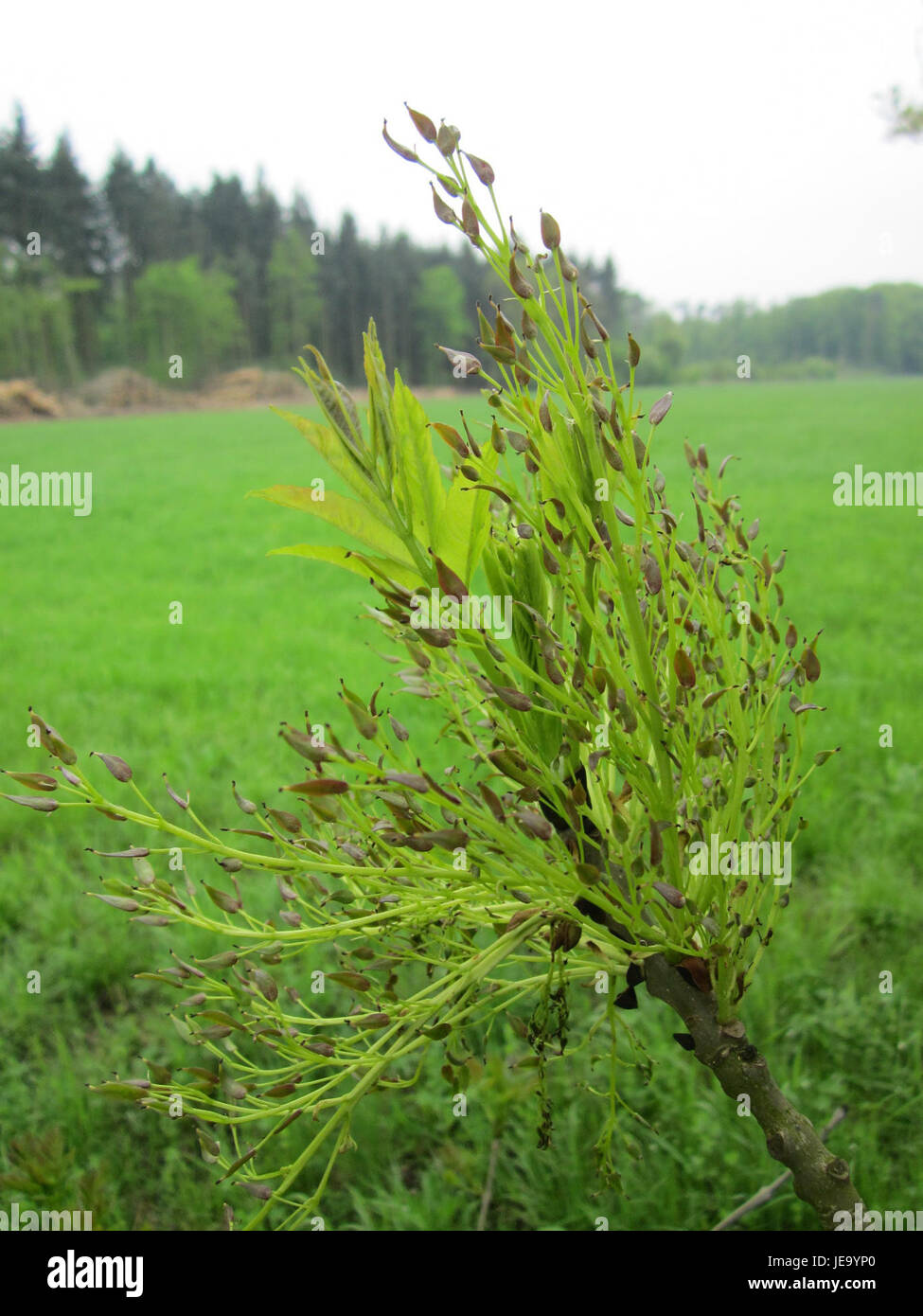The photo taken on May 1, 2013, captures an Ash tree (Esche) in the ...
