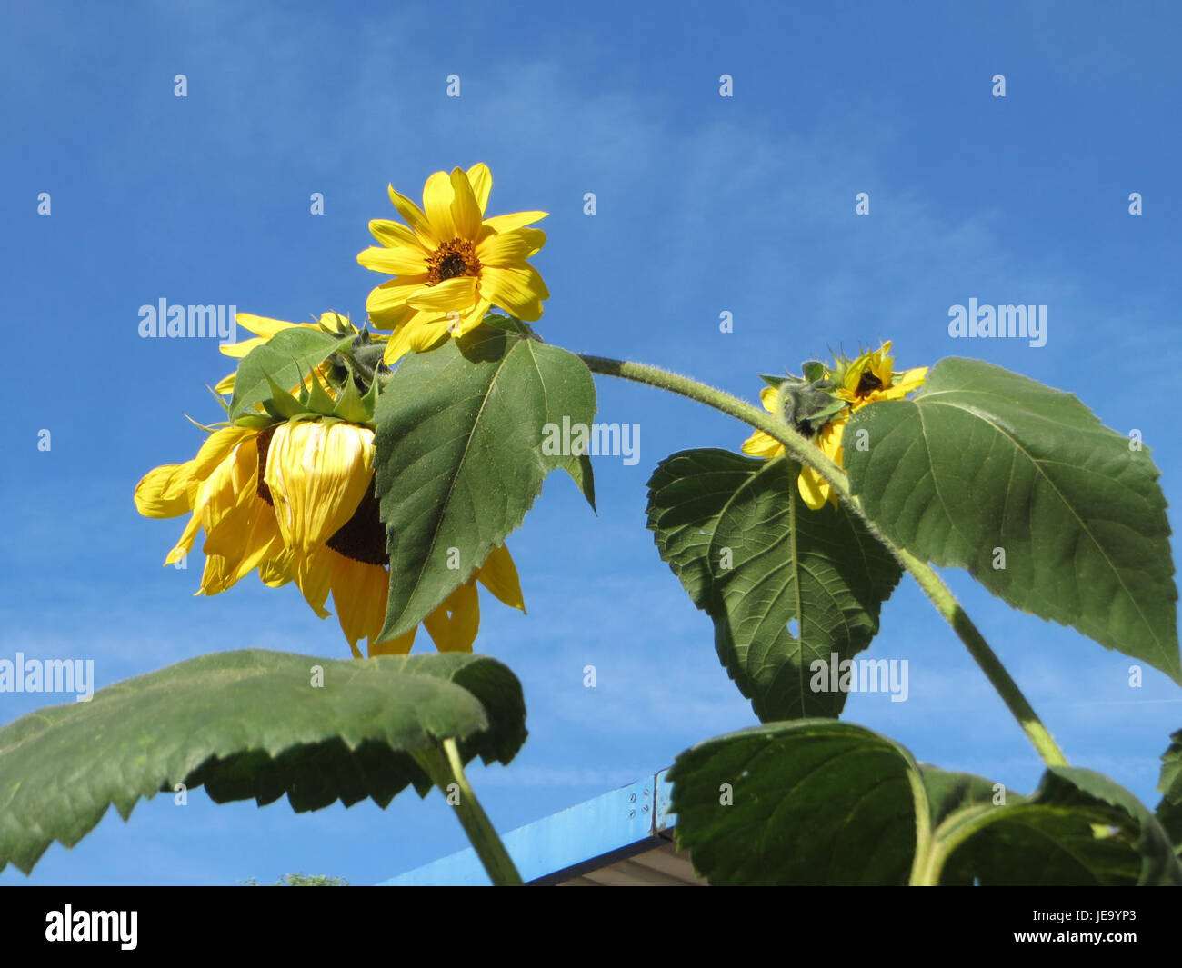 Helianthus annuus, commonly known as the sunflower, is a tall, annual ...