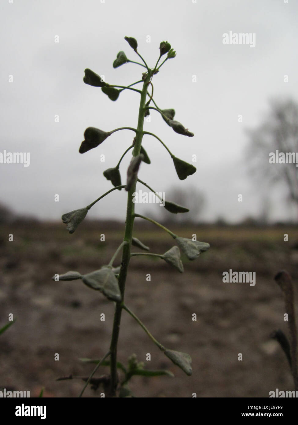 Field shepherds purse plants hi-res stock photography and images - Alamy