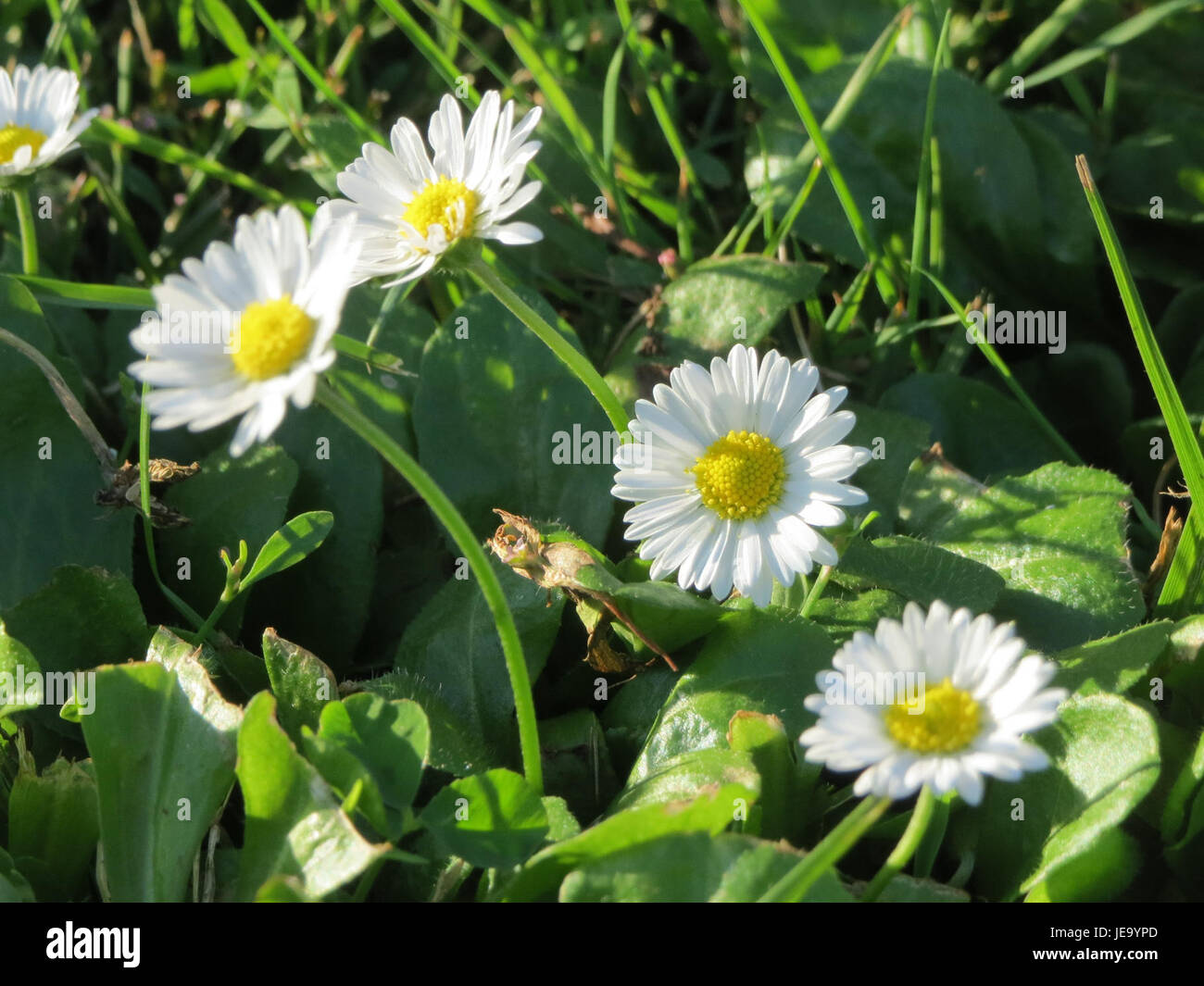 Daisy bellis perennis common hi-res stock photography and images - Alamy