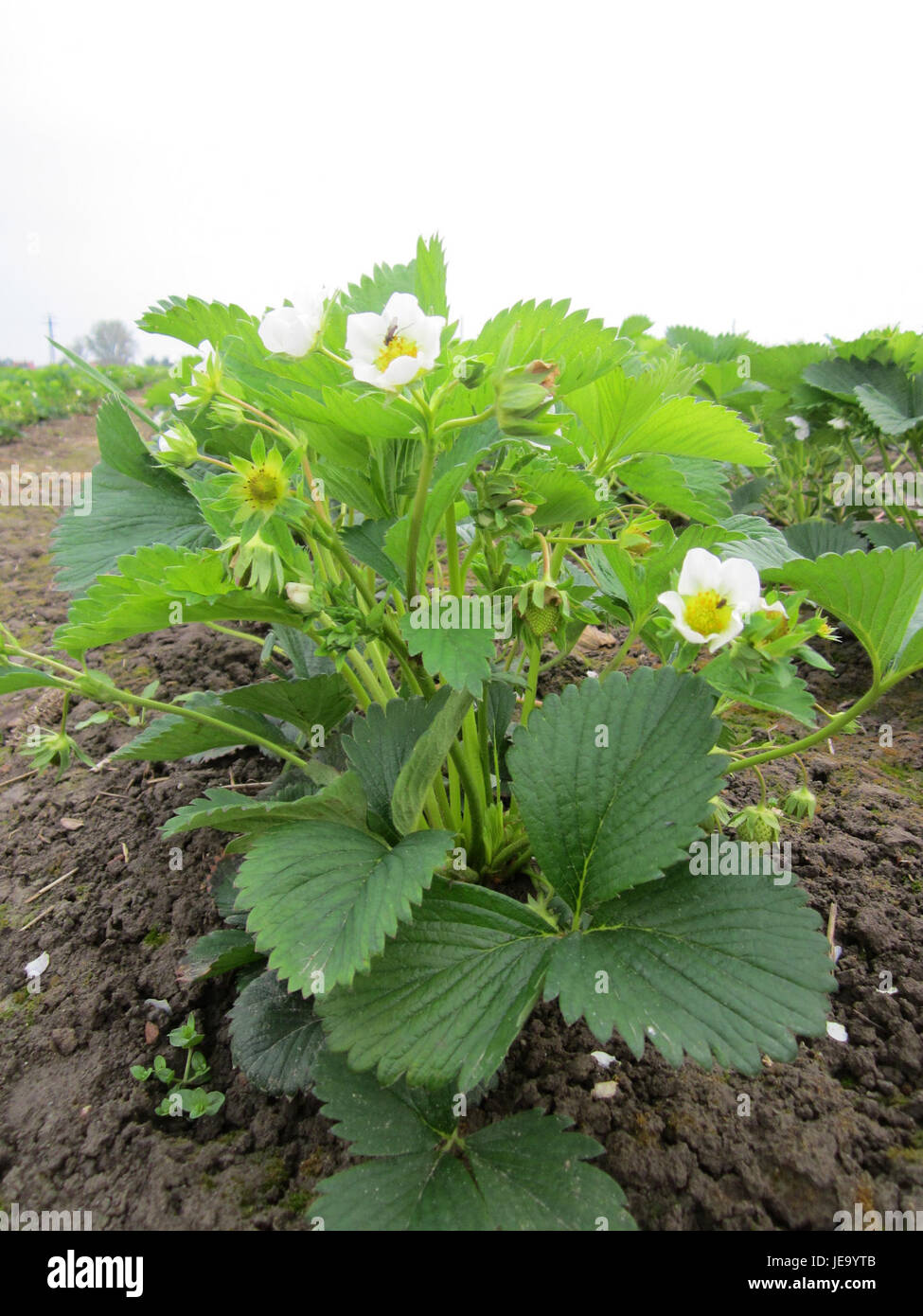The image shows strawberries from Reilingen, a town in Germany known ...