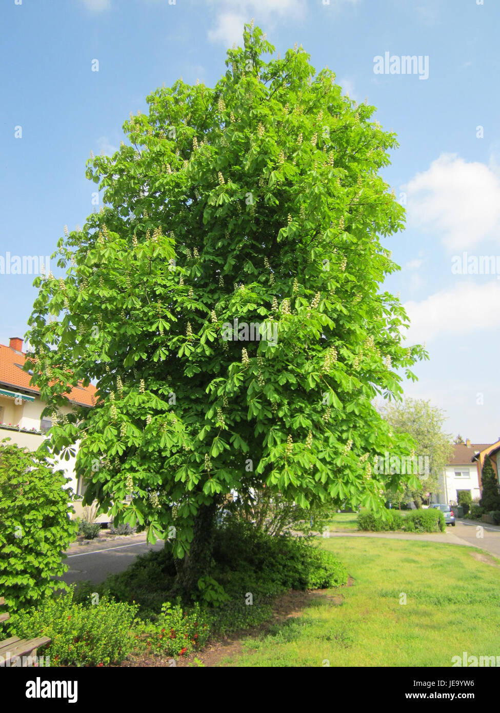 A 2013 photograph capturing a Kastanie tree in Hockenheim, showcasing ...