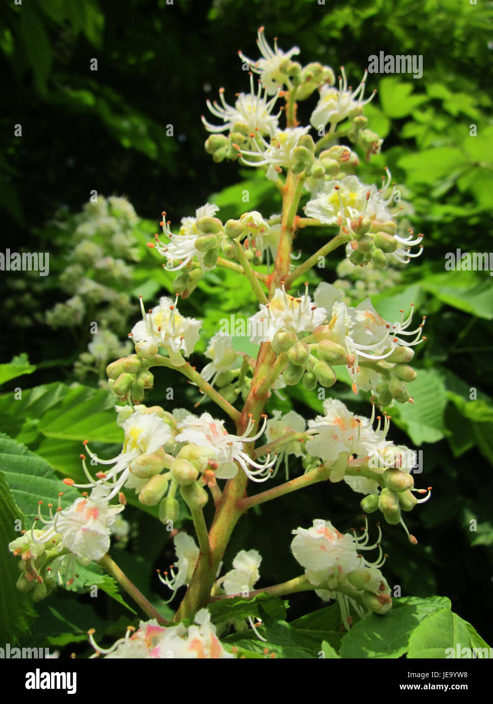 A photograph of a chestnut tree (Castanea) taken in Hockenheim, Germany ...