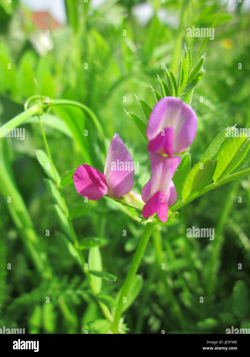 Lathyrus pratensis known meadow hi-res stock photography and images - Alamy