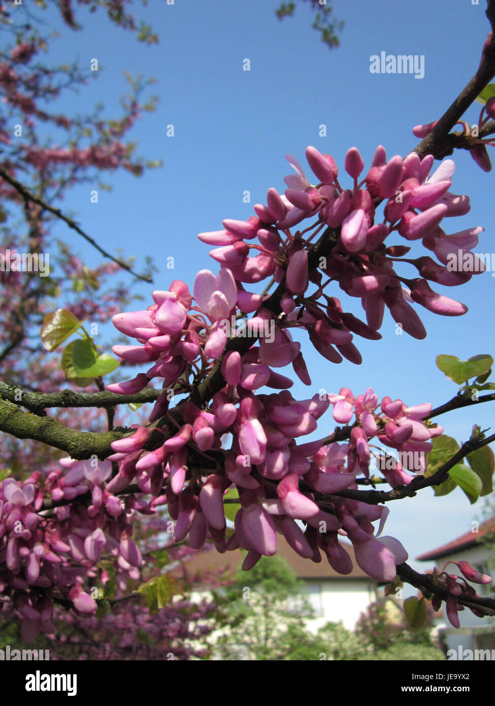 Judasbaum, or Judas tree, is a flowering plant native to Europe ...