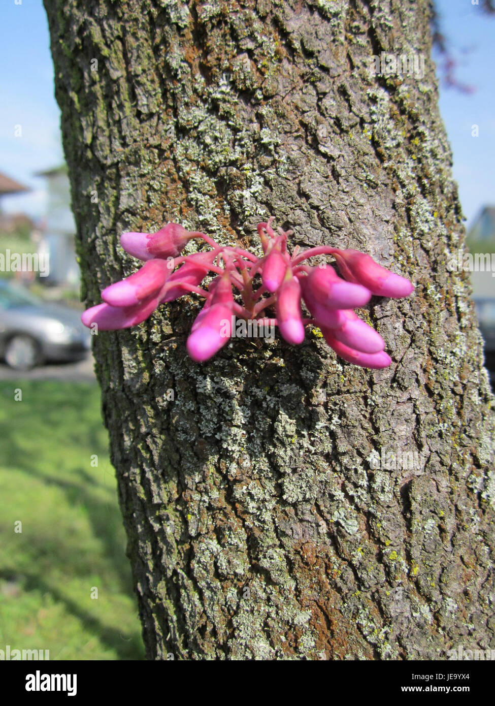 This image shows the Judas tree (Cercis siliquastrum) in bloom at a location in Hockenheim. The ...