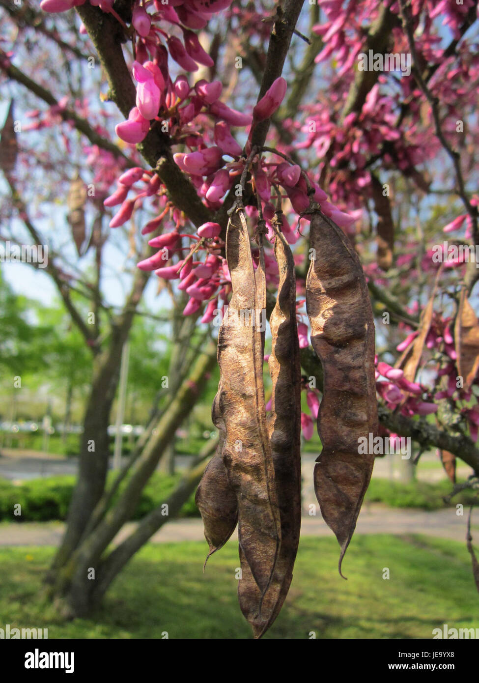 Judasbaum, or Judas tree, is a small deciduous tree native to Southeast ...