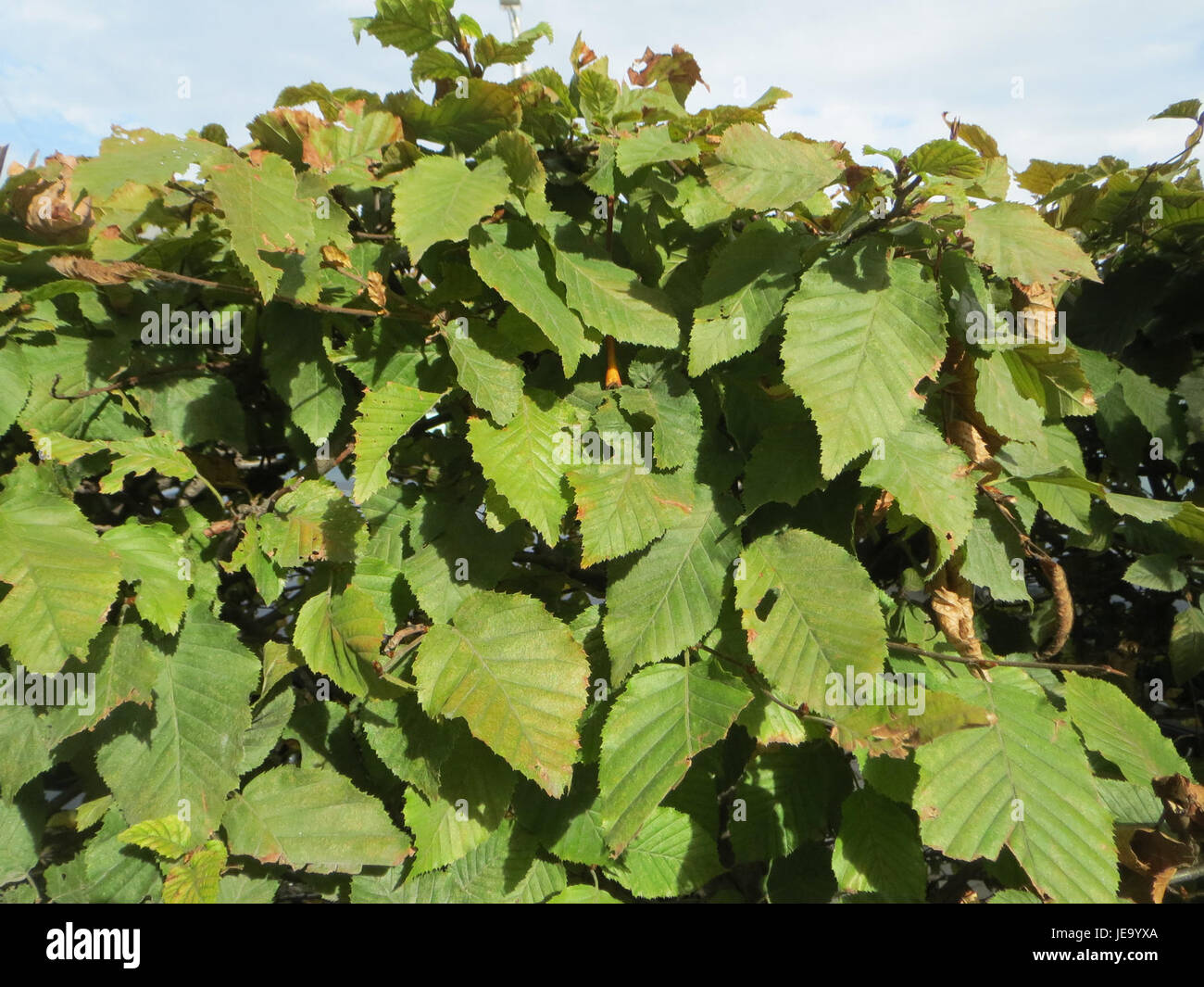 Carpinus species hi-res stock photography and images - Alamy