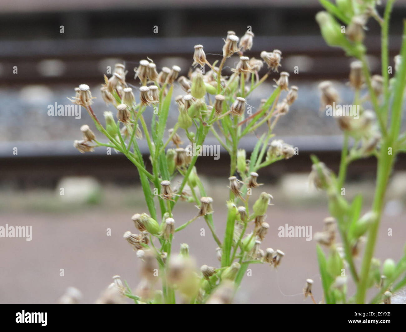 This image shows Conyza canadensis, commonly known as Canadian fleabane ...