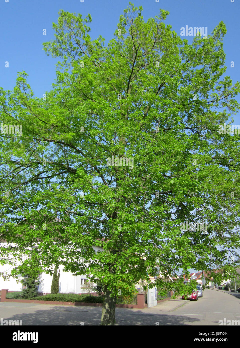 Leaves of linde tree hi-res stock photography and images - Alamy