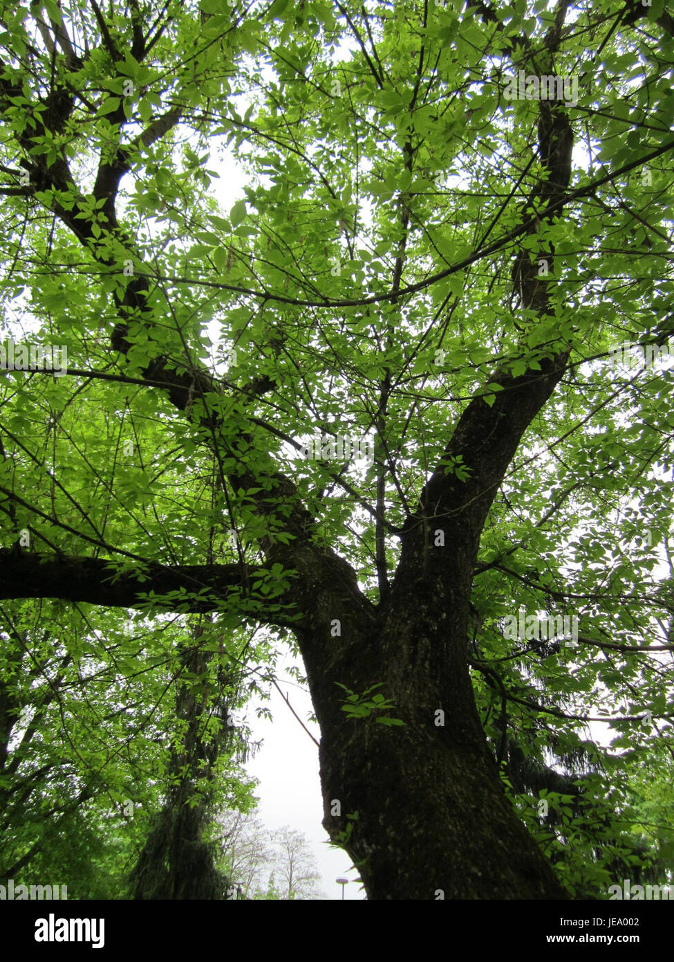 Showcases broad leaves hi-res stock photography and images - Alamy